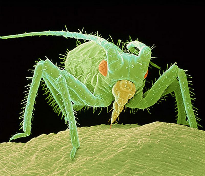 Electron Microscopic scans of the insects among us – Motley News ...