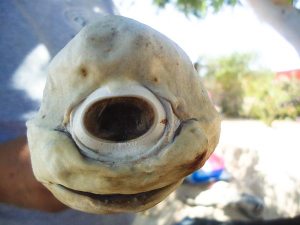 Pictures: Rare “Cyclops” Shark Found – Motley News