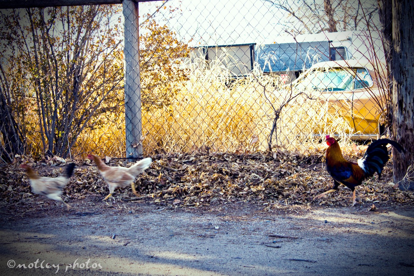 Project 365 | 2012 – Motley News