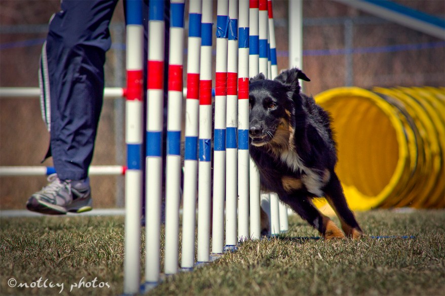 Canine Agility Trial Photos | Albuquerque NM – Motley News, Photos and Fun