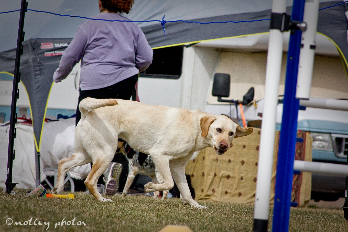 Canine Agility Trial Photos | Albuquerque NM – Motley News, Photos and Fun