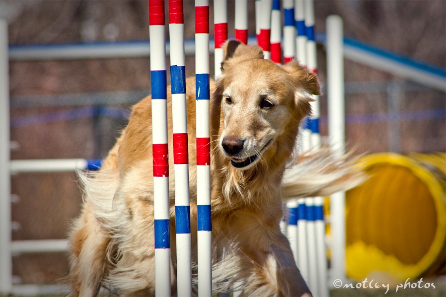 Canine Agility Trial Photos | Albuquerque NM – Motley News, Photos and Fun