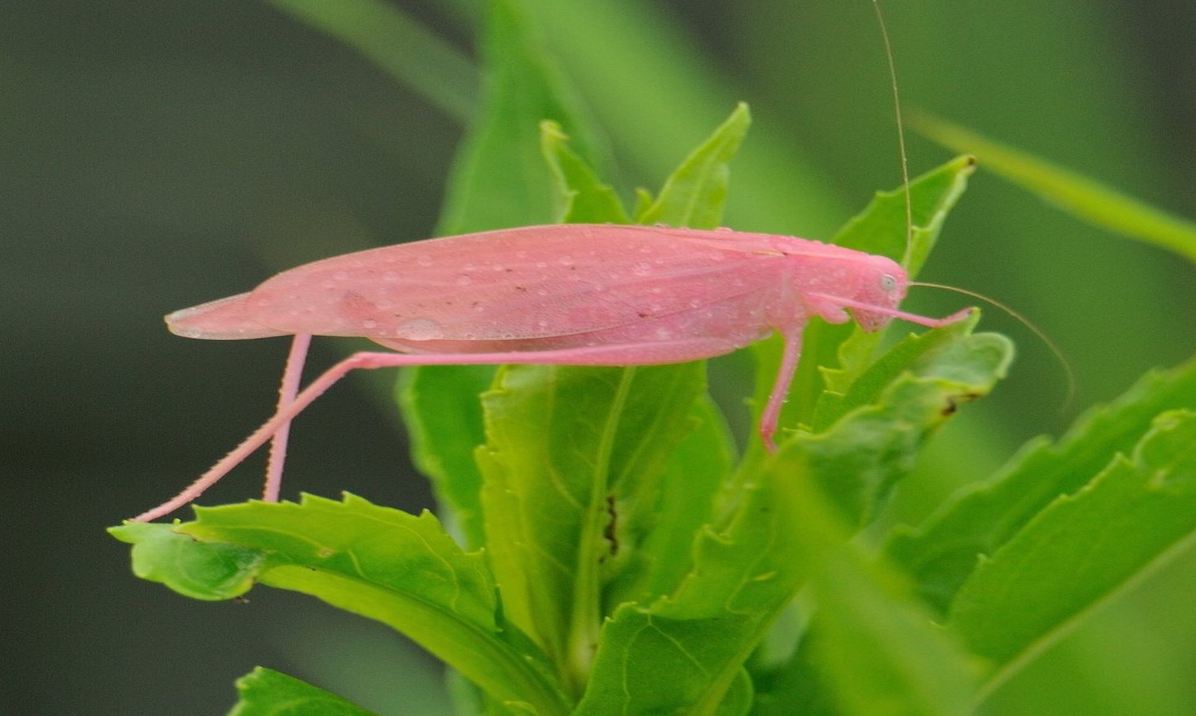 Photos of Very Rare Pink Katydids – Motley News
