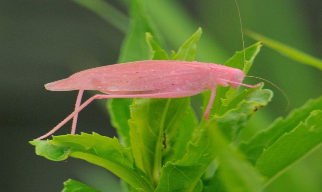 Photos of Very Rare Pink Katydids – Motley News & Politics