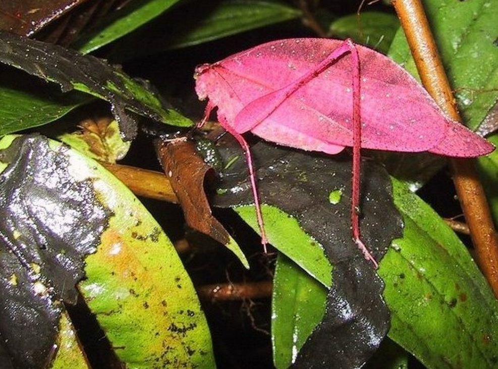 Photos of Very Rare Pink Katydids – Motley News & Politics