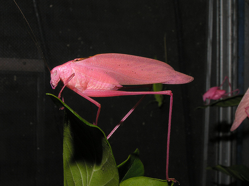 Photos of Very Rare Pink Katydids – Motley News