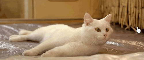 The “Rules of a Cat” plus Cat Animated Gifs – Motley News