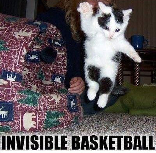 Funny Invisible Cat Photos of Crazy Cat Fun – Motley News