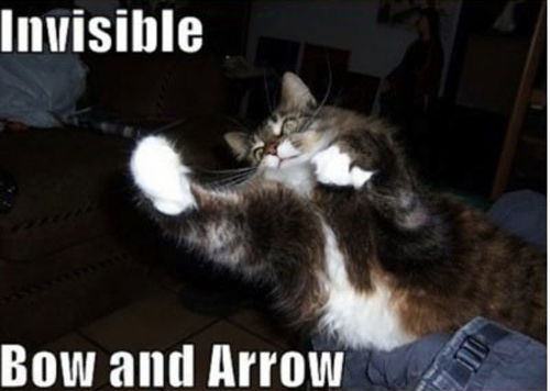 Funny Invisible Cat Photos of Crazy Cat Fun – Motley News