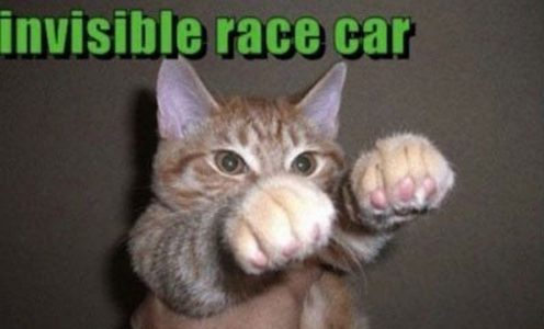 Funny Invisible Cat Photos of Crazy Cat Fun – Motley News