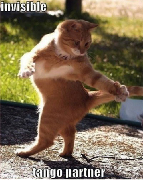 Funny Invisible Cat Photos of Crazy Cat Fun – Motley News