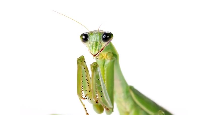 What does a Mantis and a Teddy Bear have in common? – Motley News ...