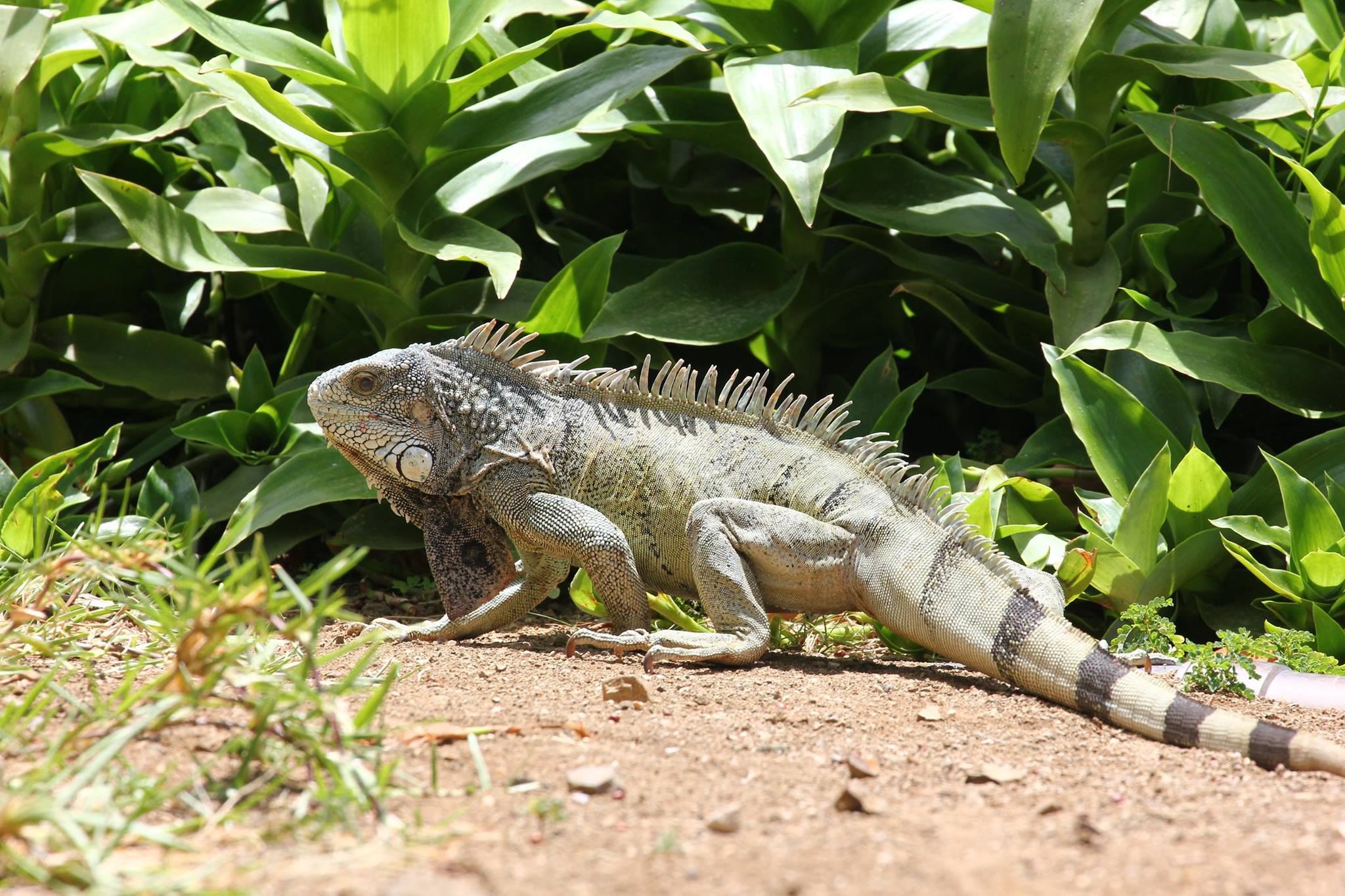 The Battle of the Iguanas. Photos. – Motley News & Politics